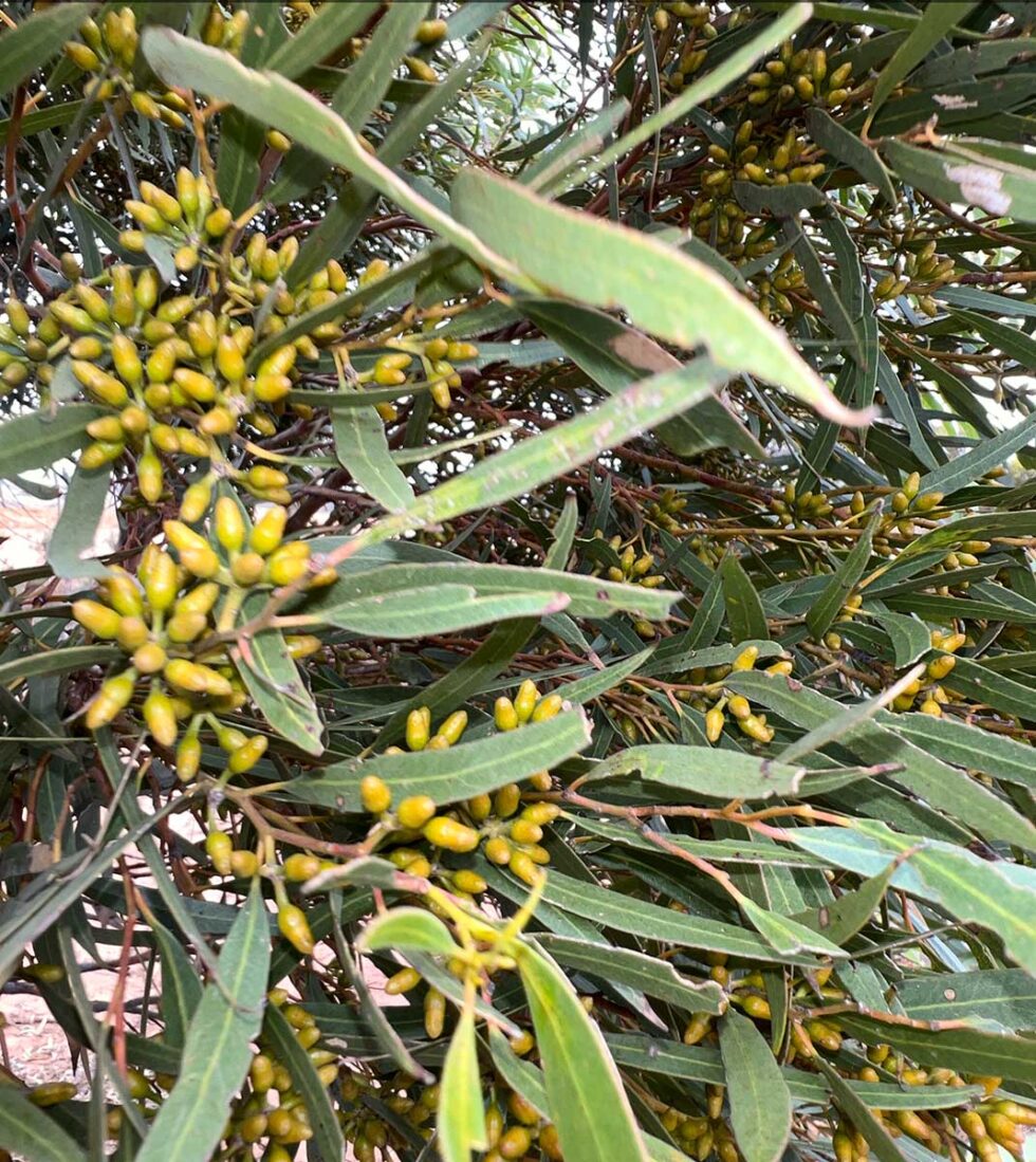 About RSW Environmental – Environmental consultant Adelaide